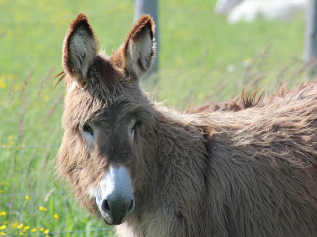Asinerie Les ânes en culotte - Tourisme Val-Saint-François